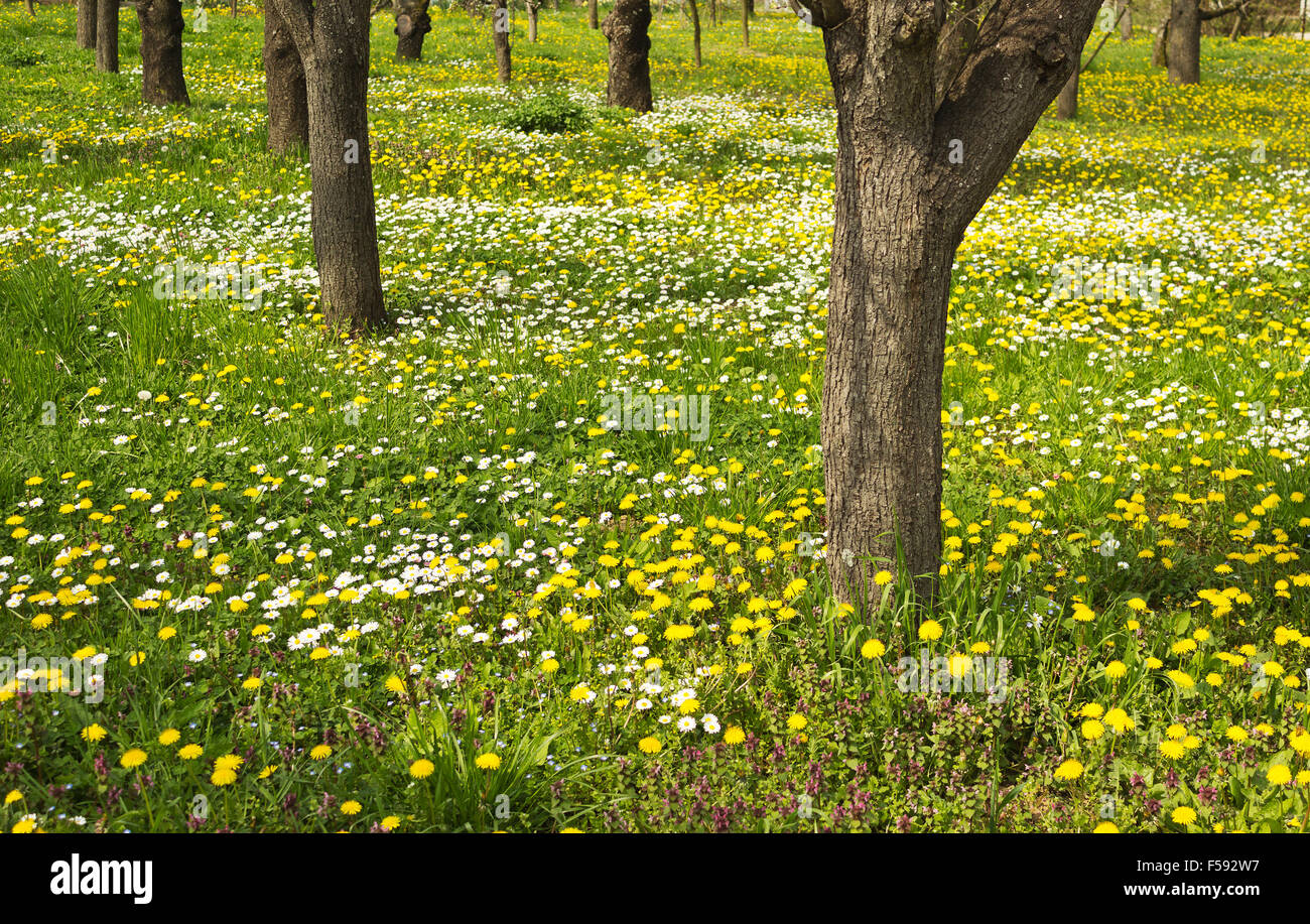 Orchard in spring Stock Photo - Alamy