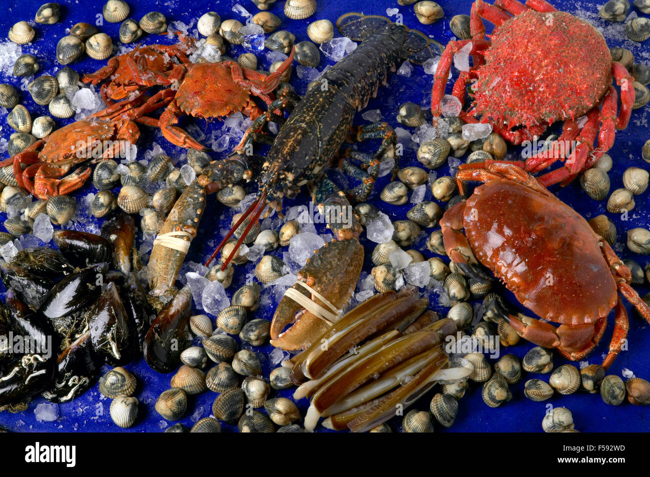 Variety of sea food with fresh lobster, crabs, clams and mussels still ...