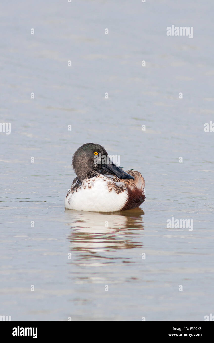 Northern shoveler duck hi-res stock photography and images - Alamy