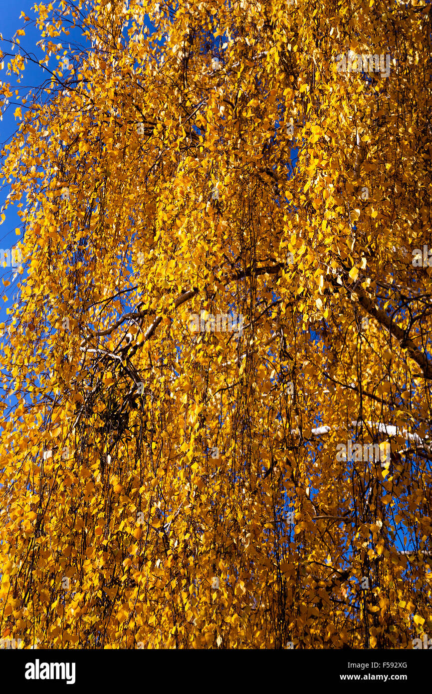 trees in the fall Stock Photo - Alamy