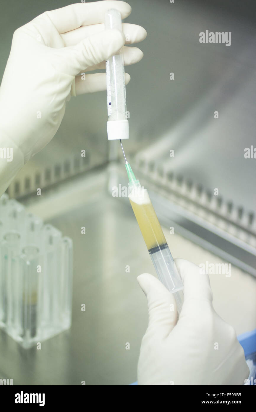 Hands of medical laboratory technician wearing white sterile gloves ...