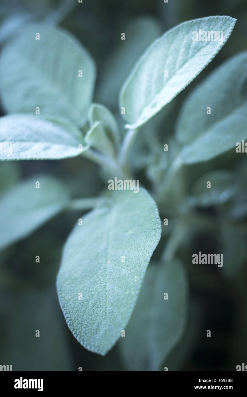 Sage leaf herb seasoning plant growing in vegetable garden photo Stock ...