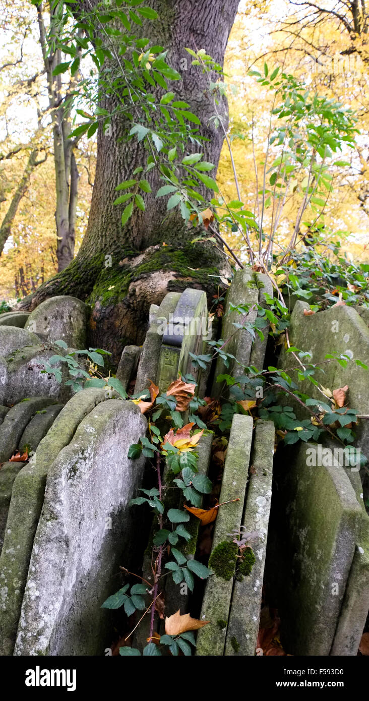 The Hardy Tree Stock Photo - Alamy