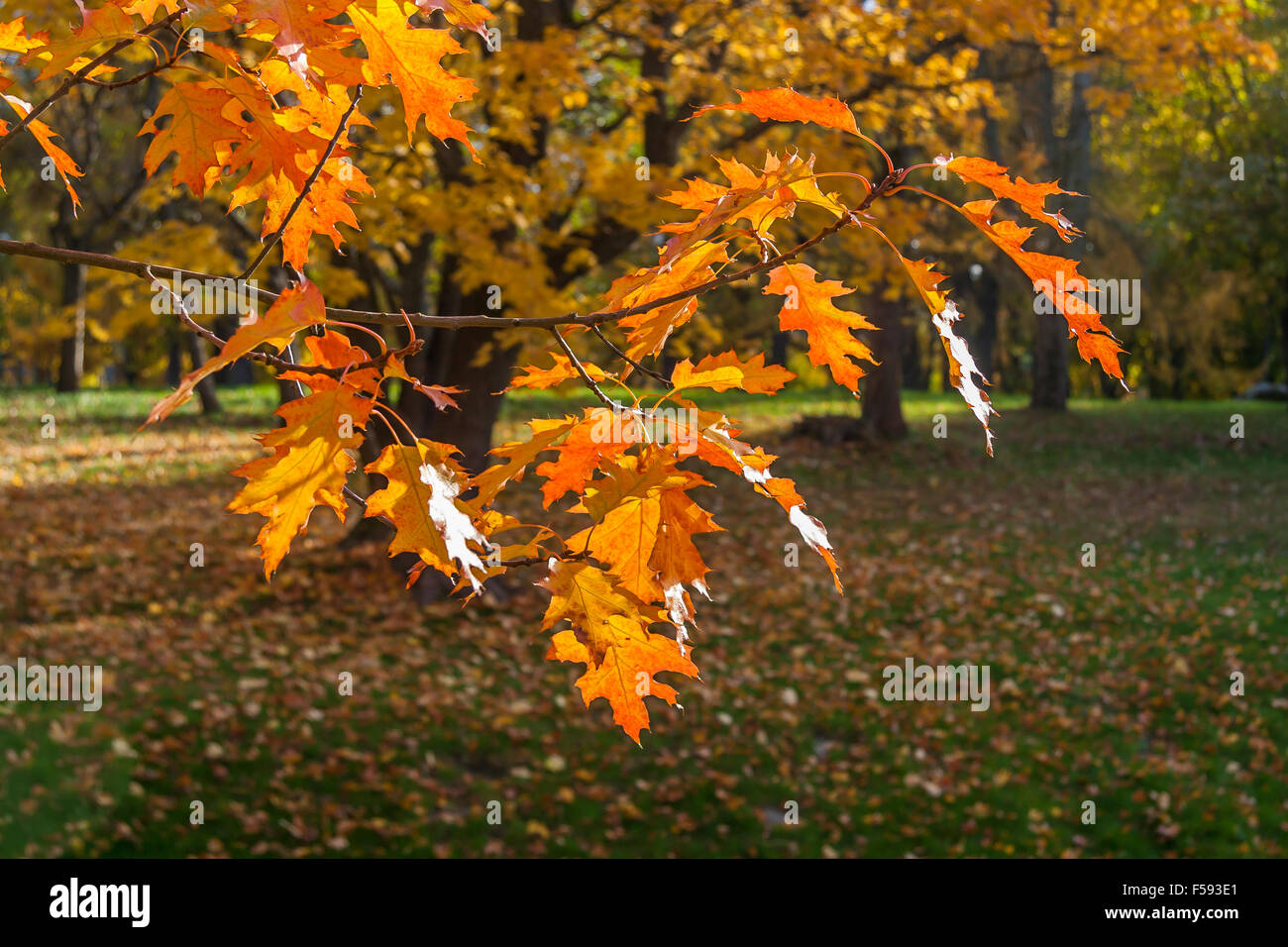 Autumn Oak Tree Leaves Stock Photo - Alamy