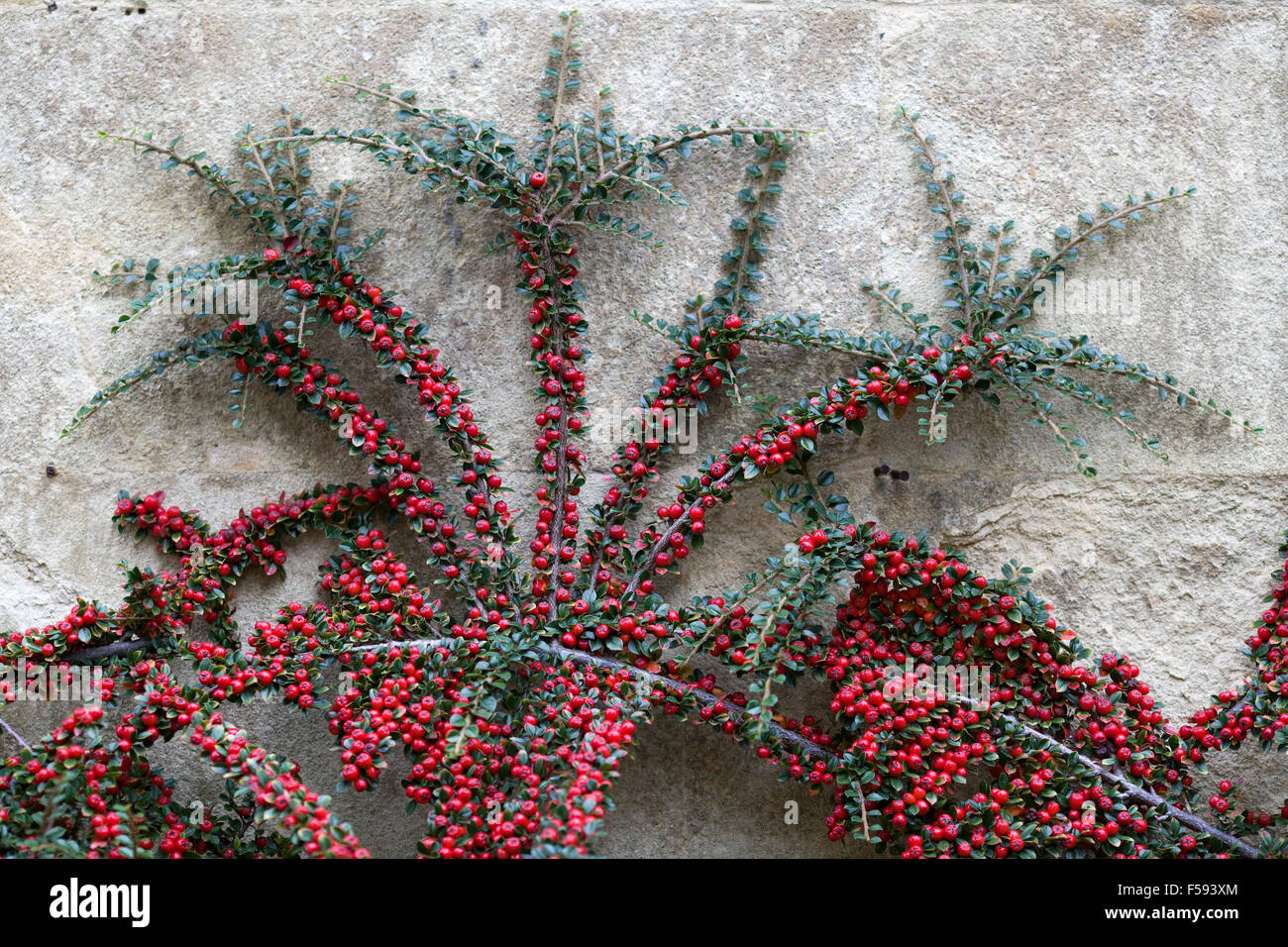 Cotoneaster atropurpureus climbing stone wall Stock Photo - Alamy