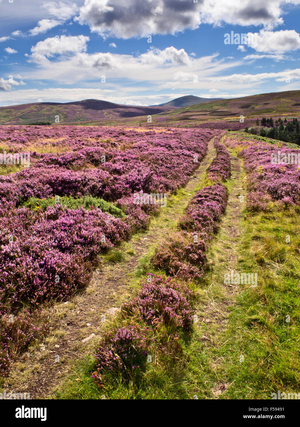 Track over Heather Moorland with The Cheviot in the Distance near ...
