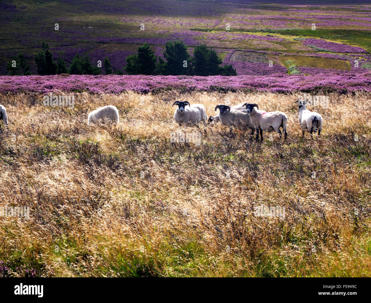Sheep Grazing in Heather Moorland near Wooler Northumberland National ...