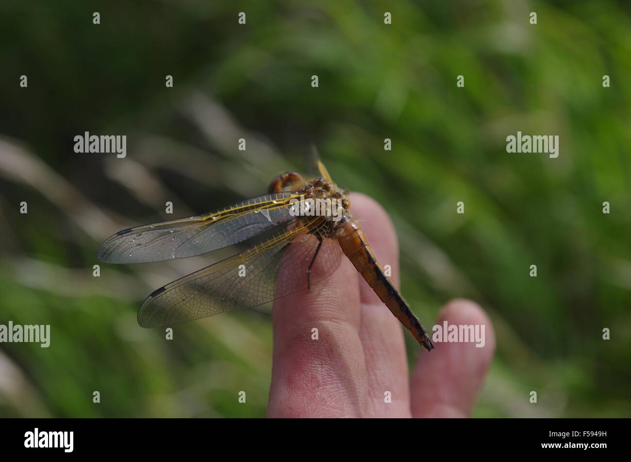 dragon fly on finger on forest background Stock Photo - Alamy
