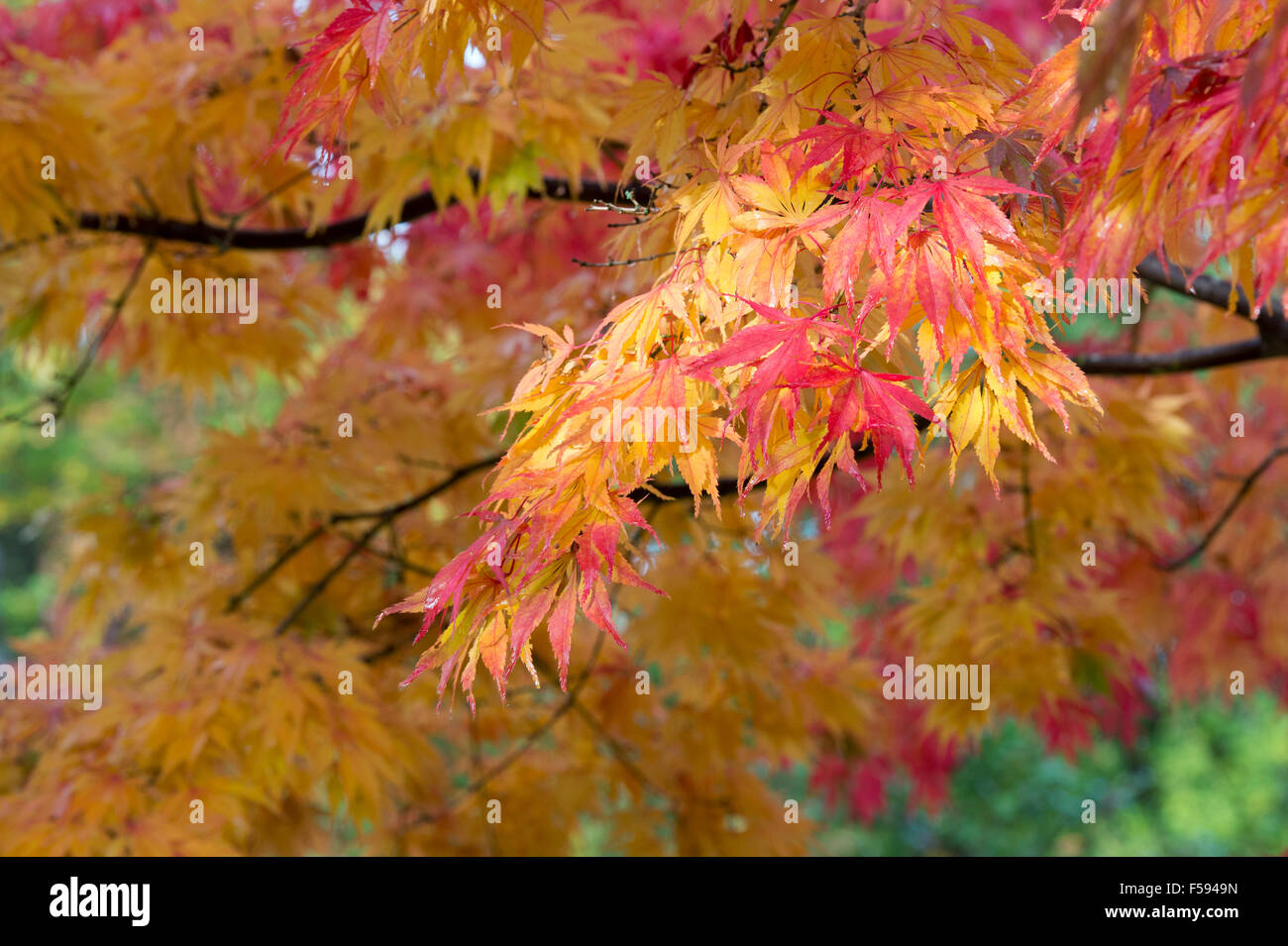 Acer Palmatum ‘Elegans’. Japanese Maple in autumn Stock Photo - Alamy