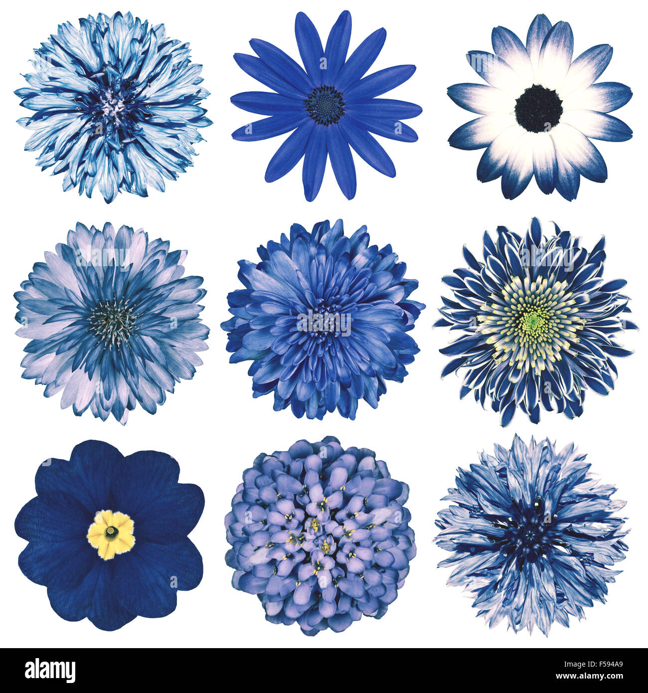 Selection of Various Flowers in Blue Vintage Retro Style Isolated on ...