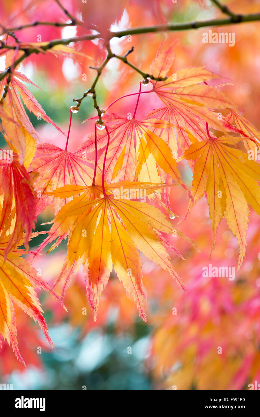 Acer Palmatum ‘Elegans’. Japanese Maple in autumn Stock Photo - Alamy