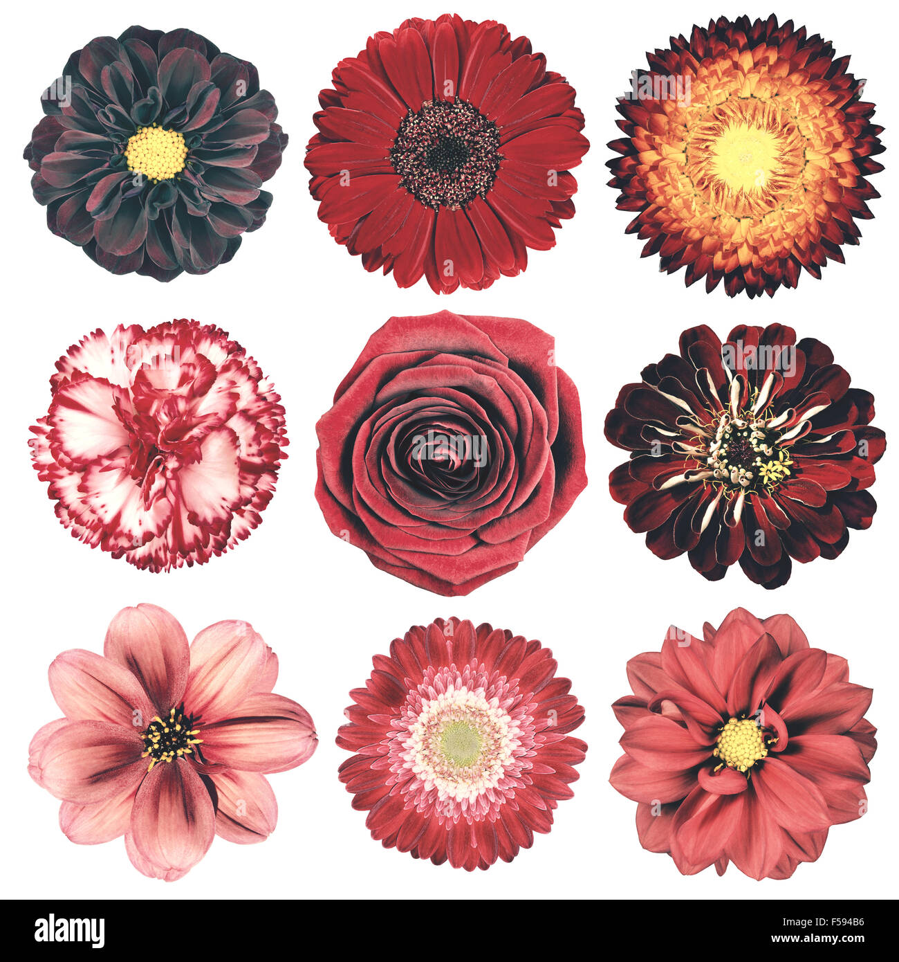 Selection of Various Flowers in Red Vintage Retro Style Isolated on ...