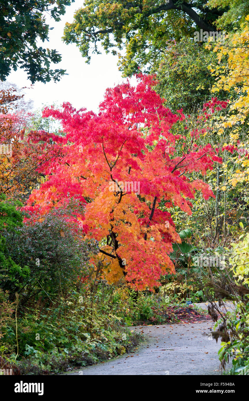 Acer Palmatum ‘Elegans’. Japanese Maple in autumn in RHS Wisley Gardens ...