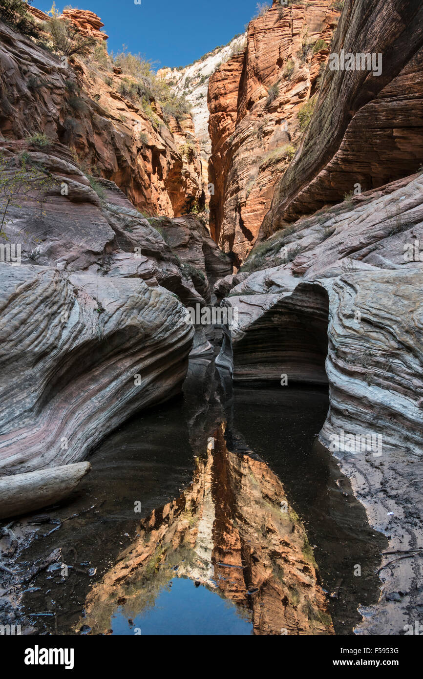 Zion National Park canyon pond on Observation Point trail Stock Photo ...