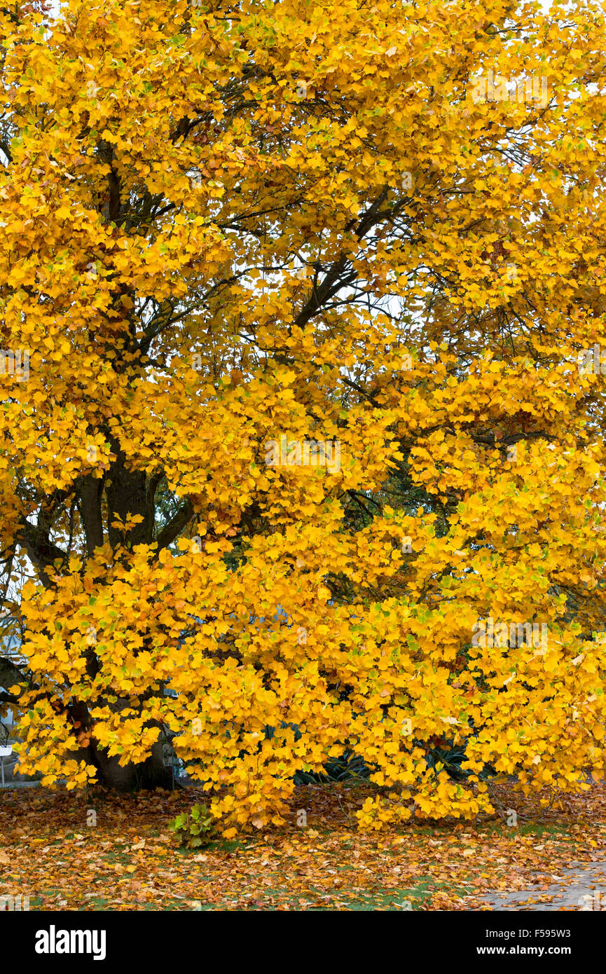 Liriodendron tulipifera fastigiatum. Tulip tree in autumn at RHS Wisley ...