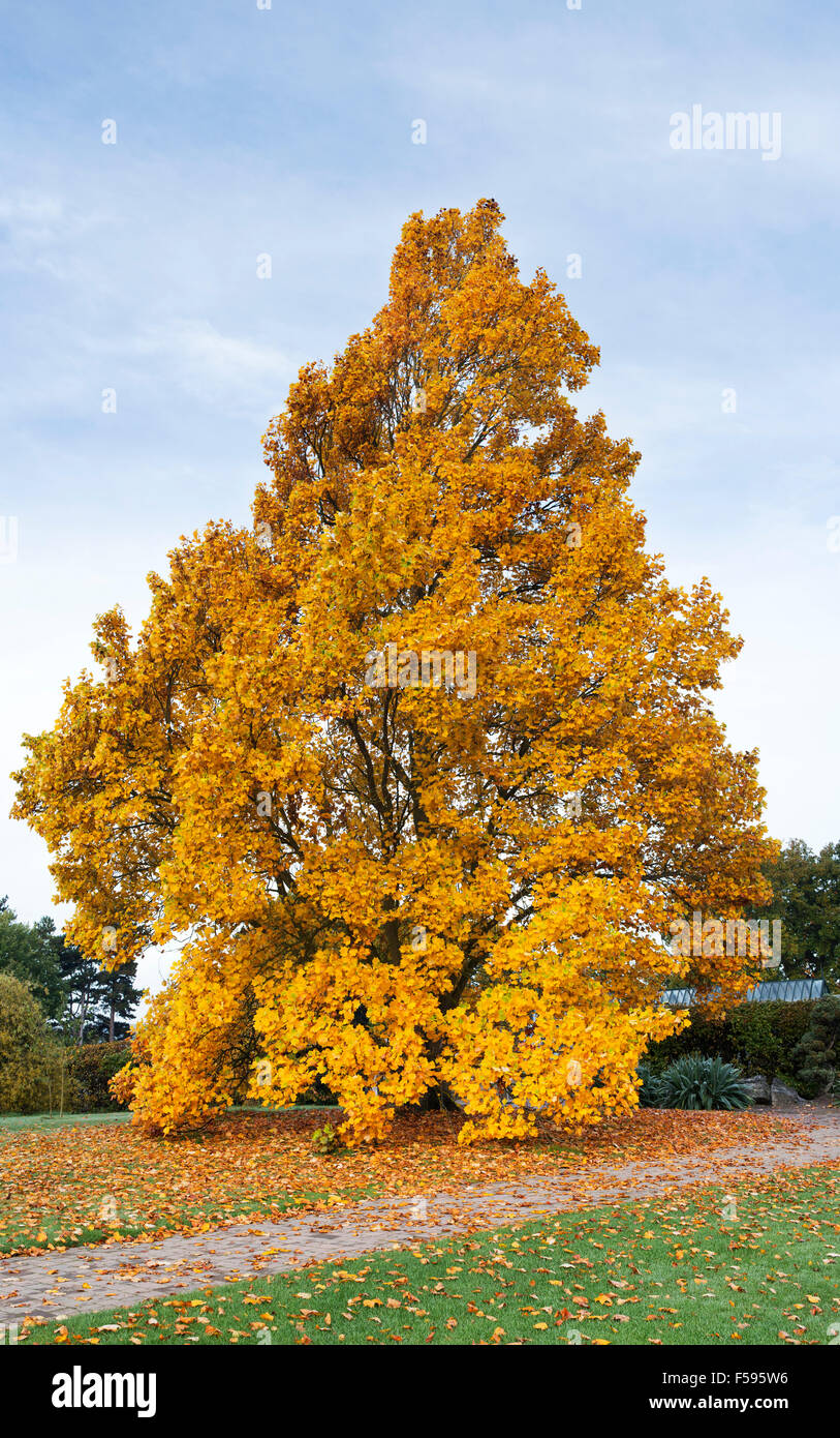 Liriodendron tulipifera fastigiatum. Tulip tree in autumn at RHS Wisley ...