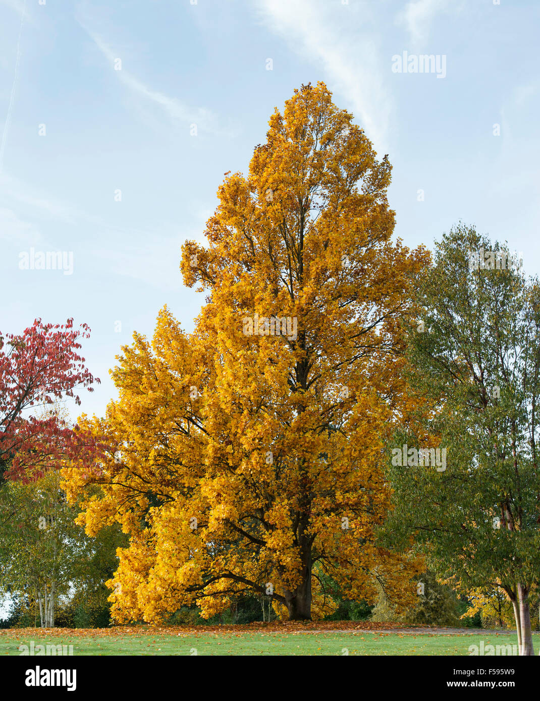 Liriodendron tulipifera tulip tree tuliptree leaves leaf autumn colours ...
