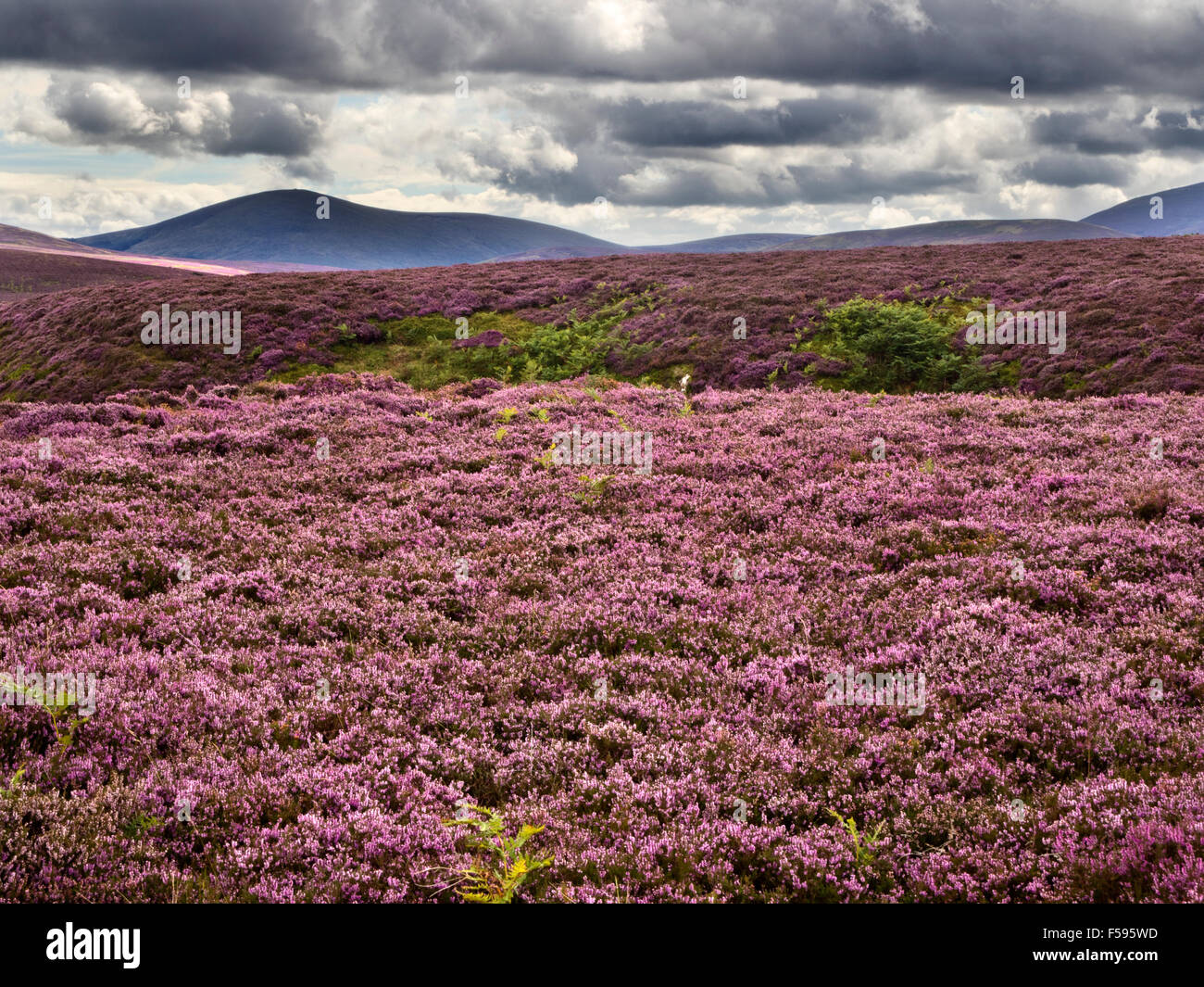 Dark Skies over Heather moorland in The Cheviots near Wooler ...