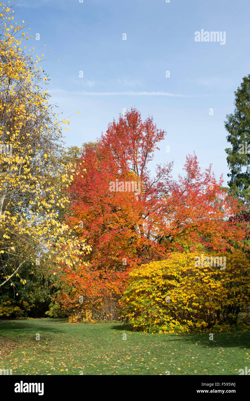 Black gum tree hi-res stock photography and images - Alamy