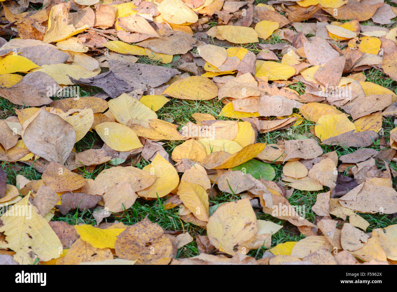 Scattered leaf branches hi-res stock photography and images - Alamy