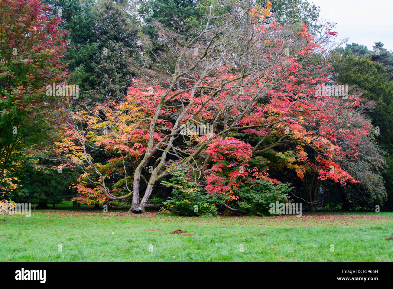Trees displaying the colours of autumn at Westonbirt Arboretum, Tetbury ...