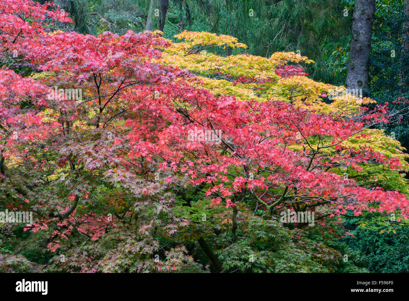 Trees displaying the colours of autumn at Westonbirt Arboretum, Tetbury ...