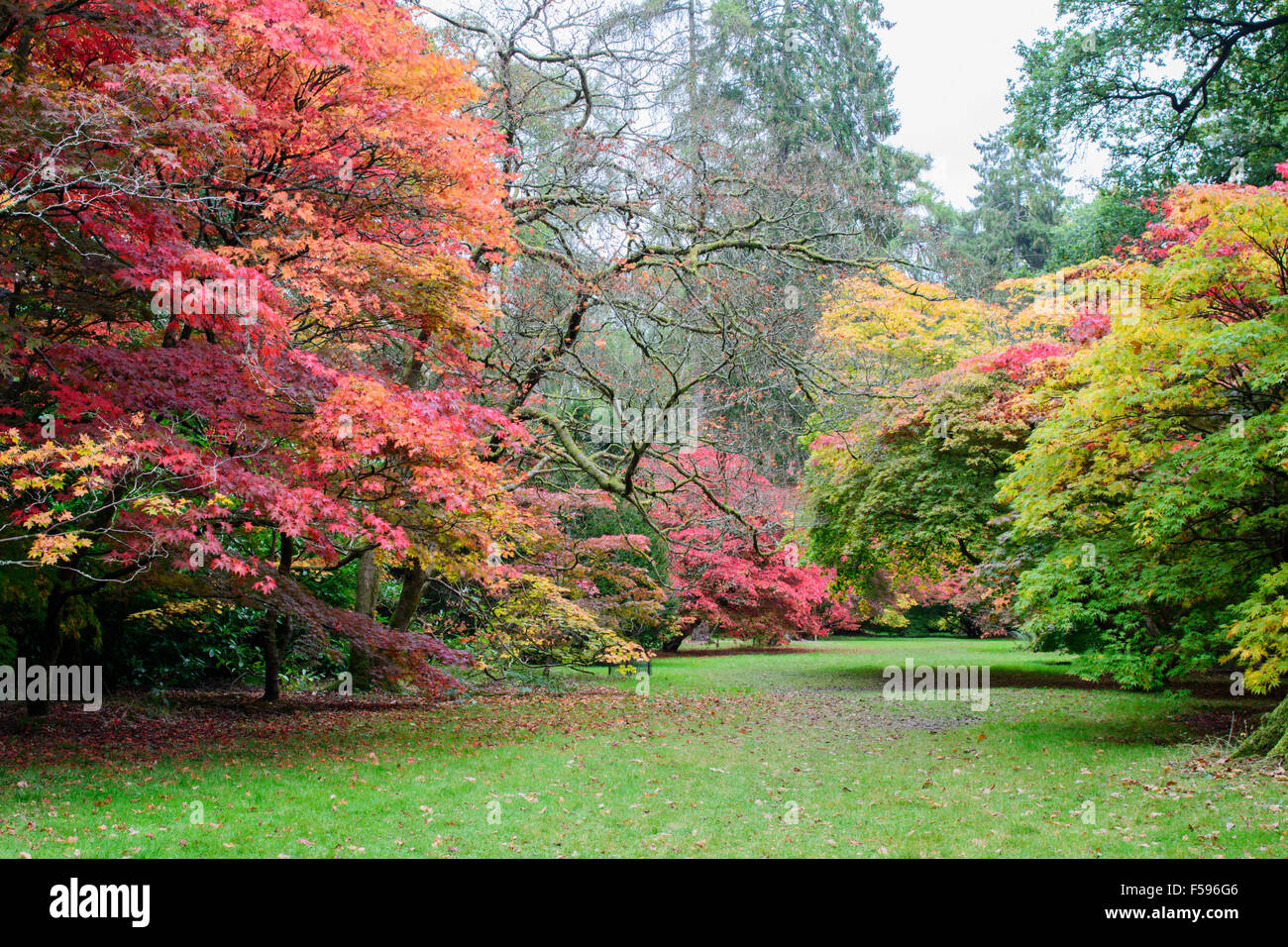 Trees displaying the colours of autumn at Westonbirt Arboretum, Tetbury ...
