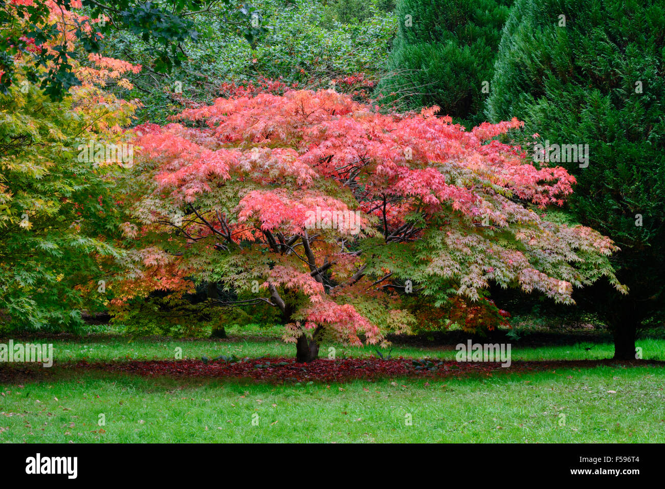Trees displaying the colours of autumn at Westonbirt Arboretum, Tetbury ...