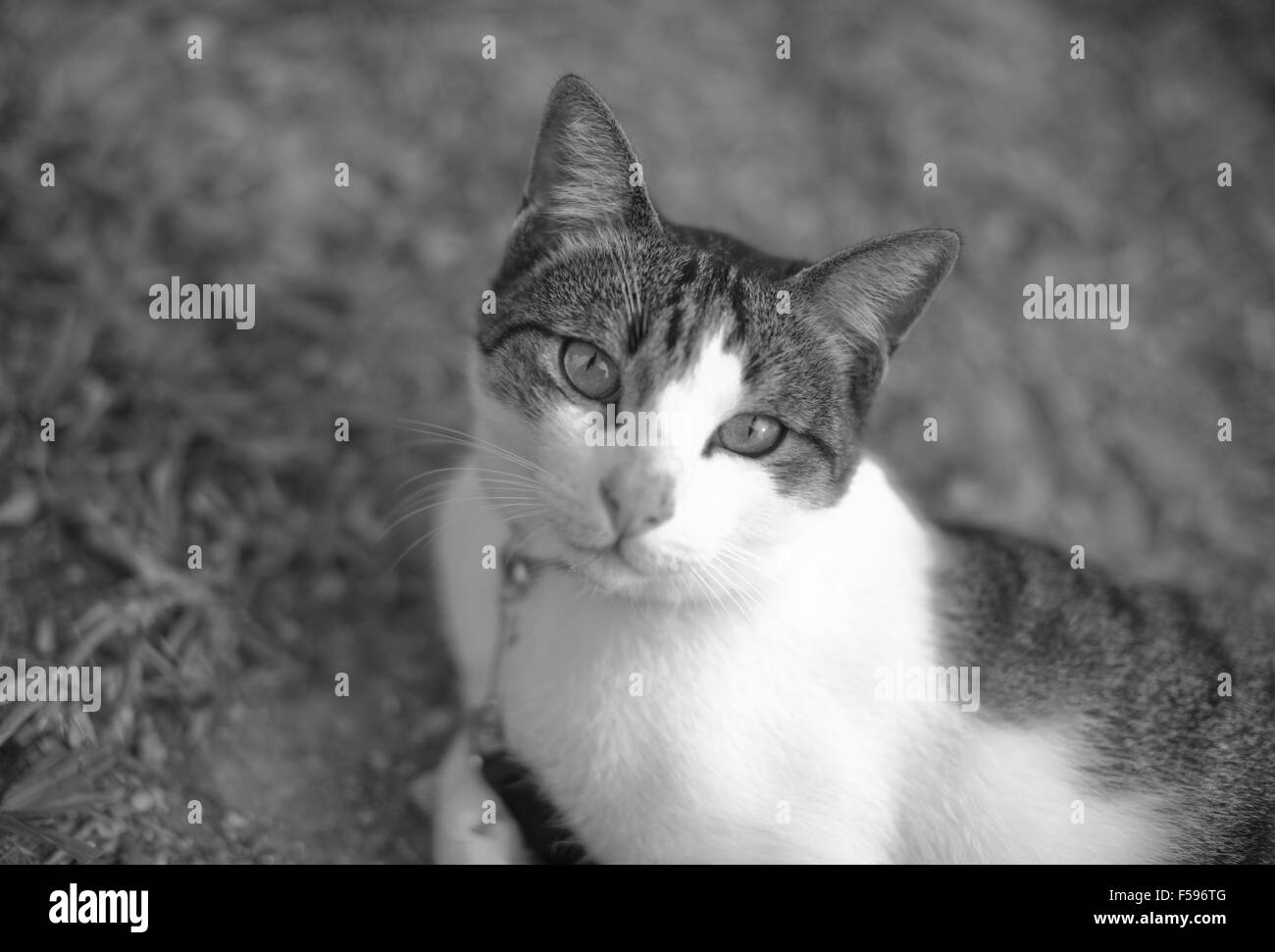 Rectangular garden Black and White Stock Photos & Images - Alamy