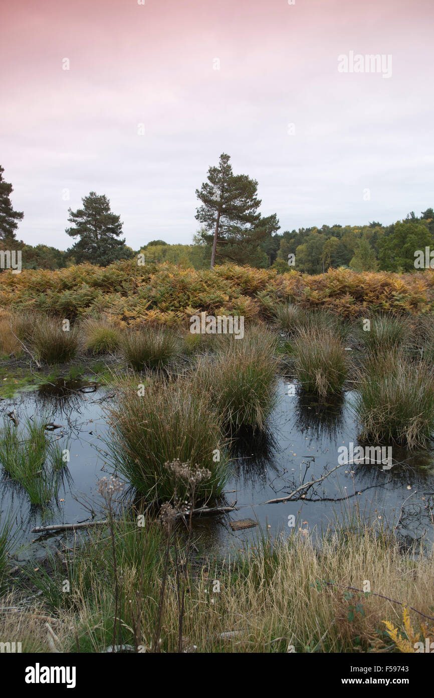 Rspb hazeley heath hi-res stock photography and images - Alamy