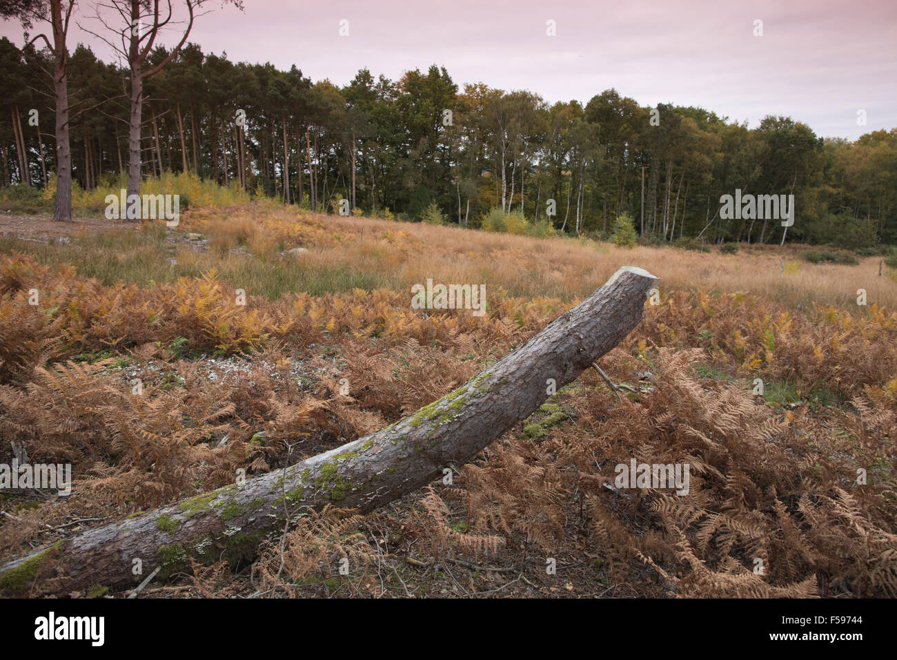 Hazeley Heath RSPB Reserve, Hartley Wintney, Hampshire, England, UK ... Hazeley Heath RSPB Reserve, Hartley Wintney, Hampshire, England, UK ...