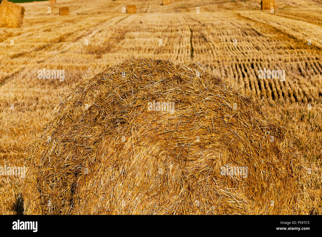 straw stack. after wheat Stock Photo - Alamy