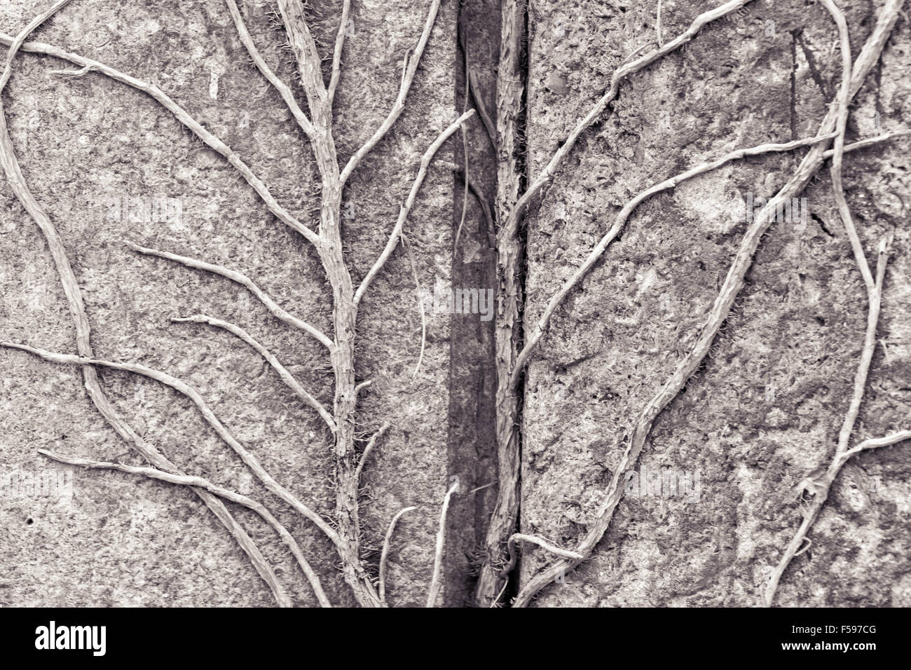 tendrils growing on a granite stone for backgrounds Stock Photo - Alamy