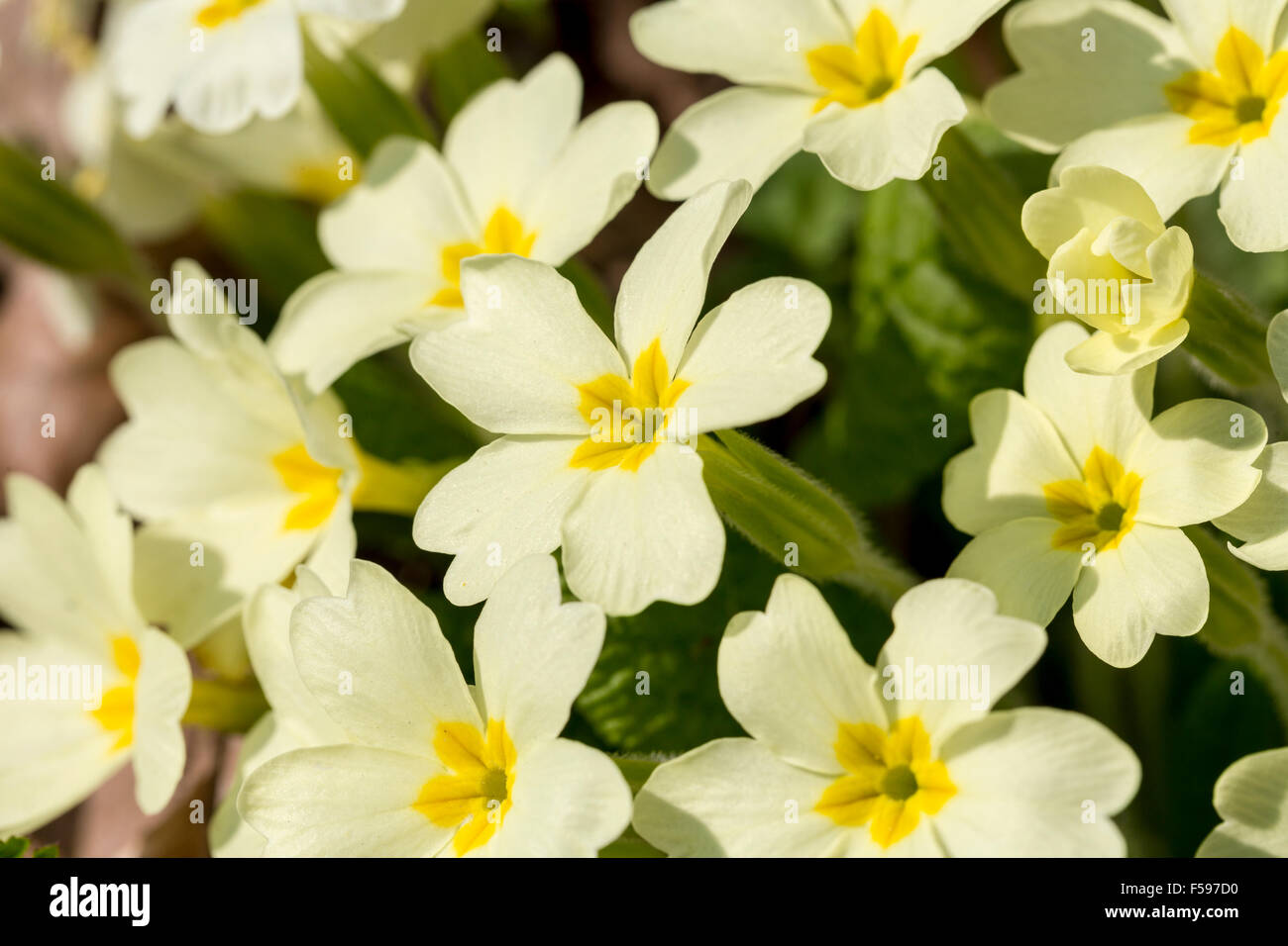 a field of yellow blossoms in spring Stock Photo - Alamy