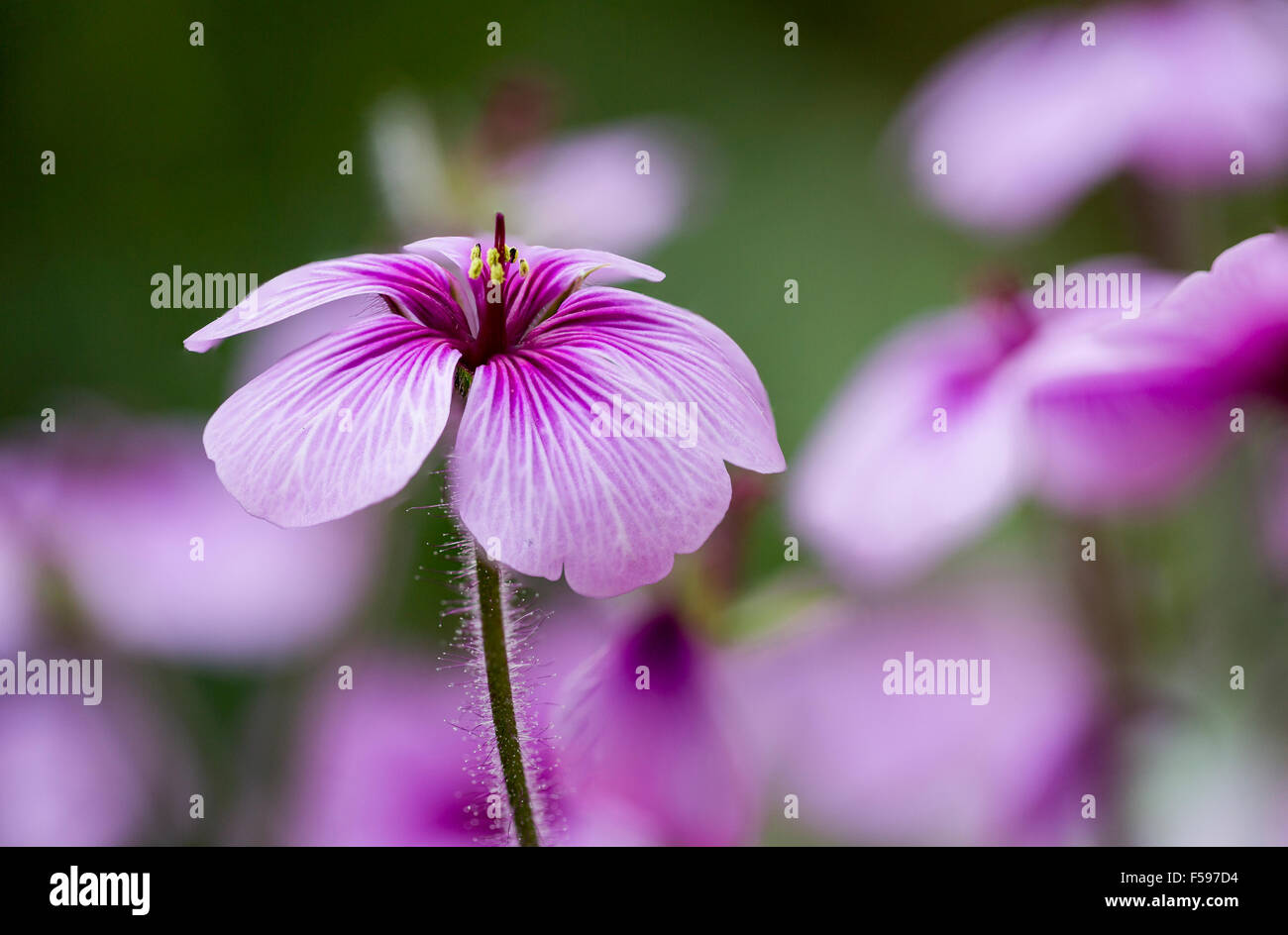 Pink peduncle hi-res stock photography and images - Alamy