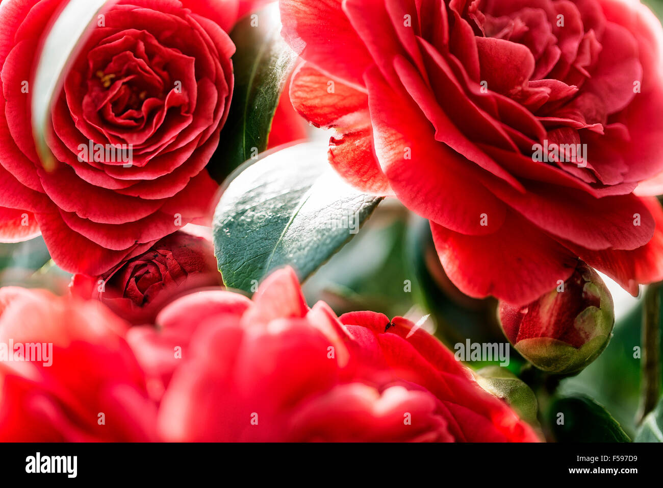 Backlit roses hi-res stock photography and images - Alamy