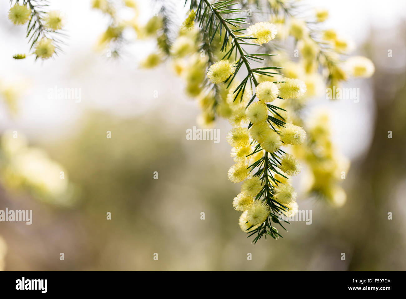 close up of conifer blossoms in spring Stock Photo - Alamy