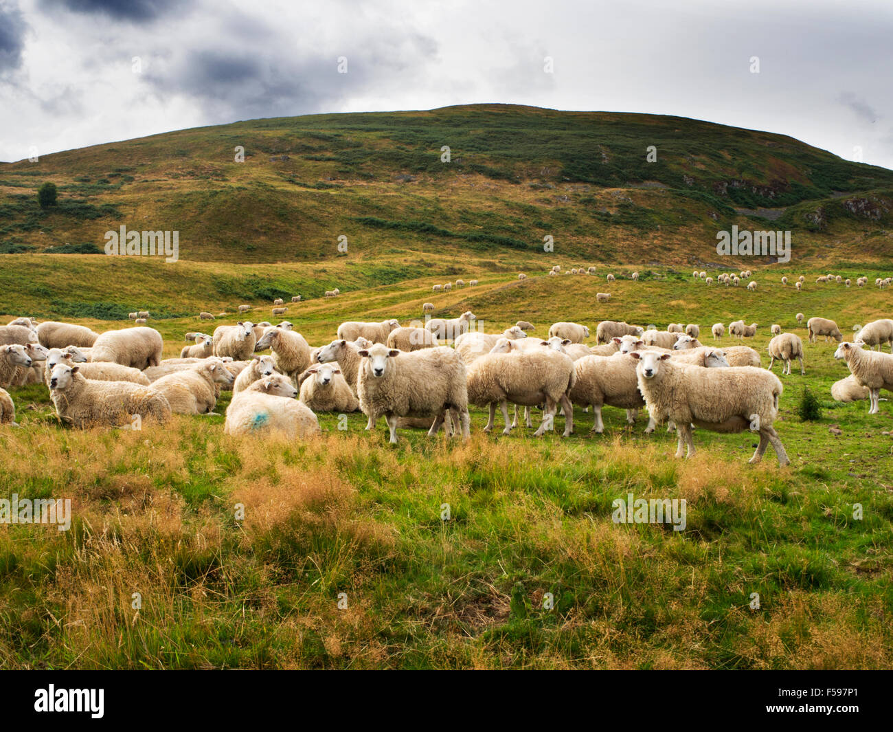 Wooler hi-res stock photography and images - Alamy