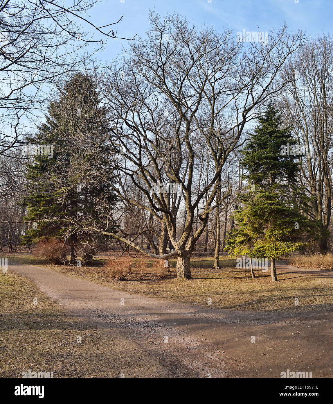 Landscape with trees and path Stock Photo - Alamy