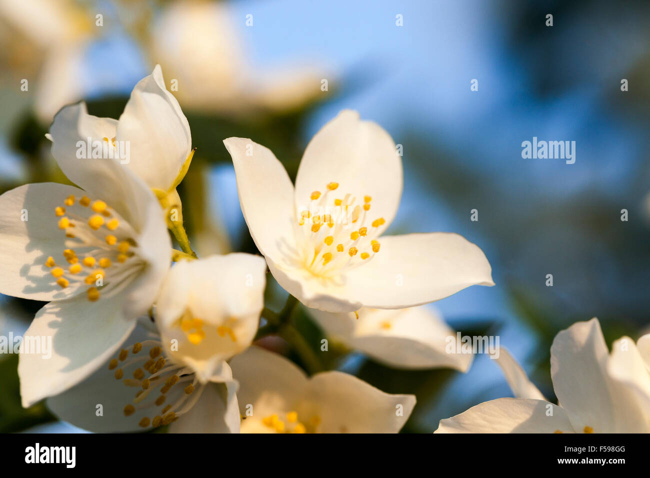 blooming jasmine flowers Stock Photo - Alamy