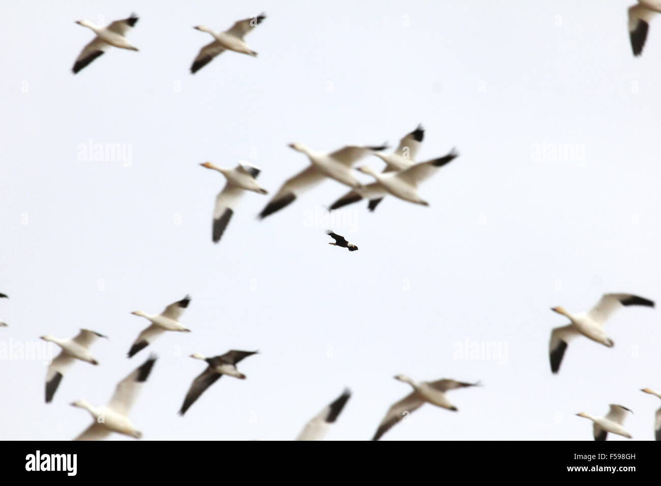 Snow geese flying away from a distant bald eagle Stock Photo - Alamy