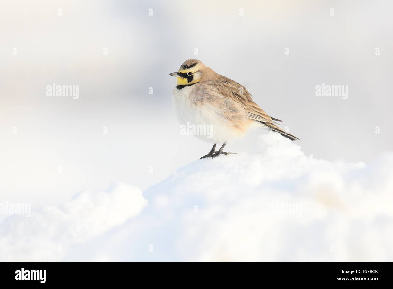 Horned lark hi-res stock photography and images - Alamy