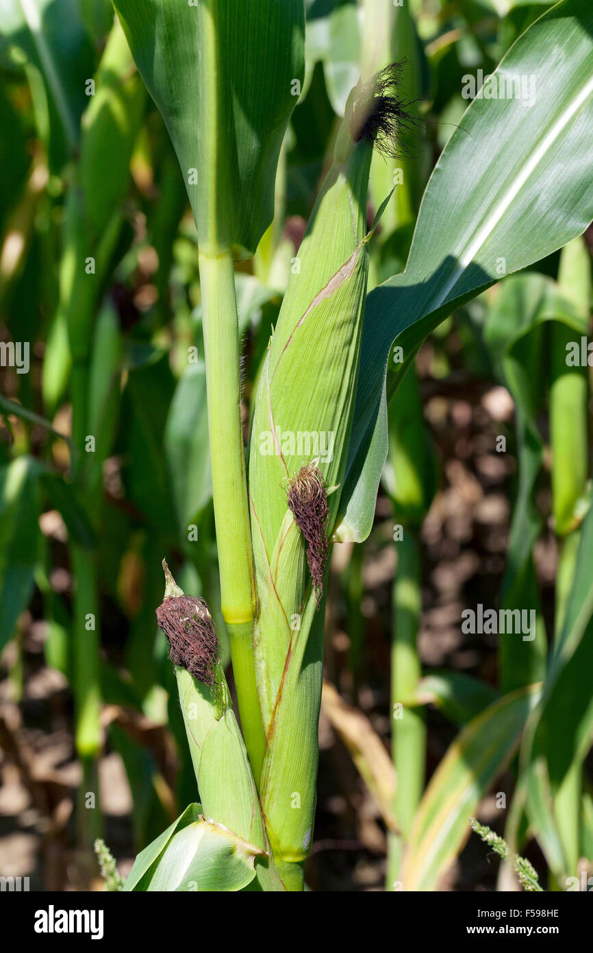 ear of corn Stock Photo - Alamy
