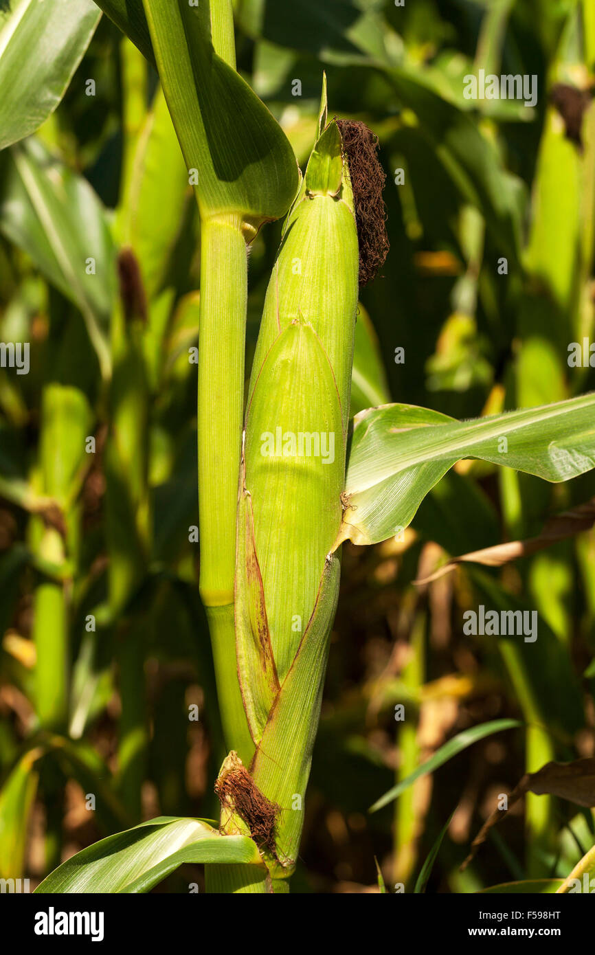 ear of corn Stock Photo - Alamy