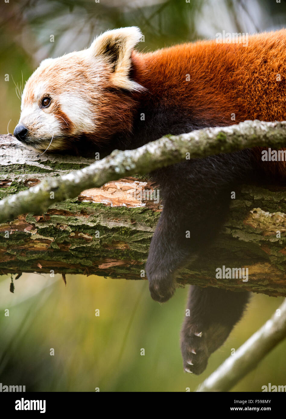 Kronberg im Taunus, Germany. 30th October 2015. The red panda 'Luri ...