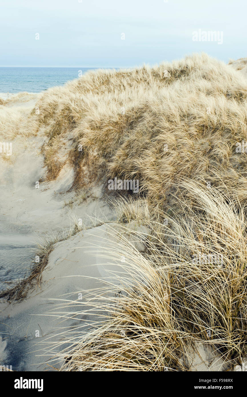 Dunes at the north of Jutland, Denmark Stock Photo - Alamy
