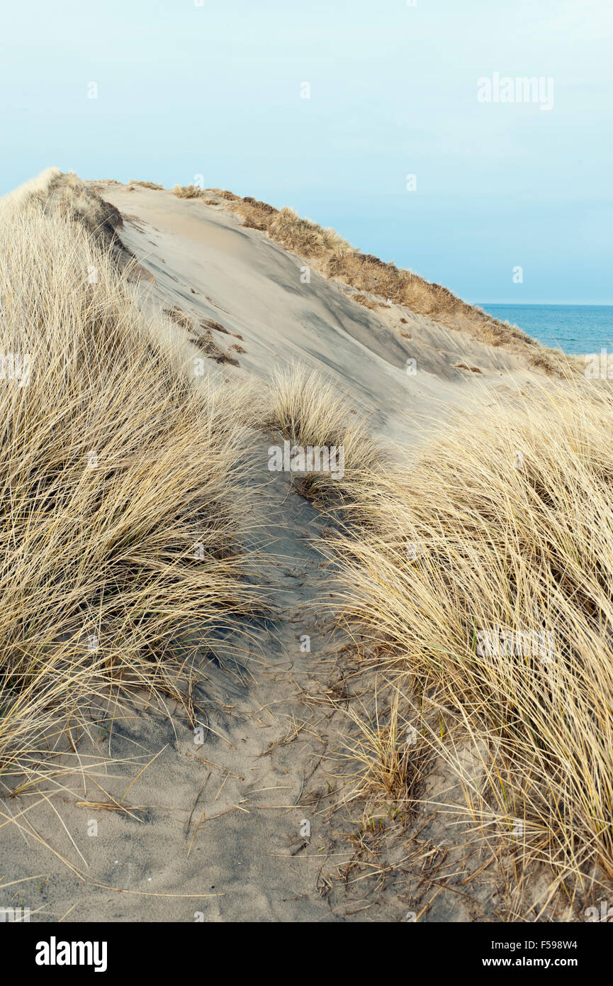Dunes at the north of Jutland, Denmark Stock Photo - Alamy