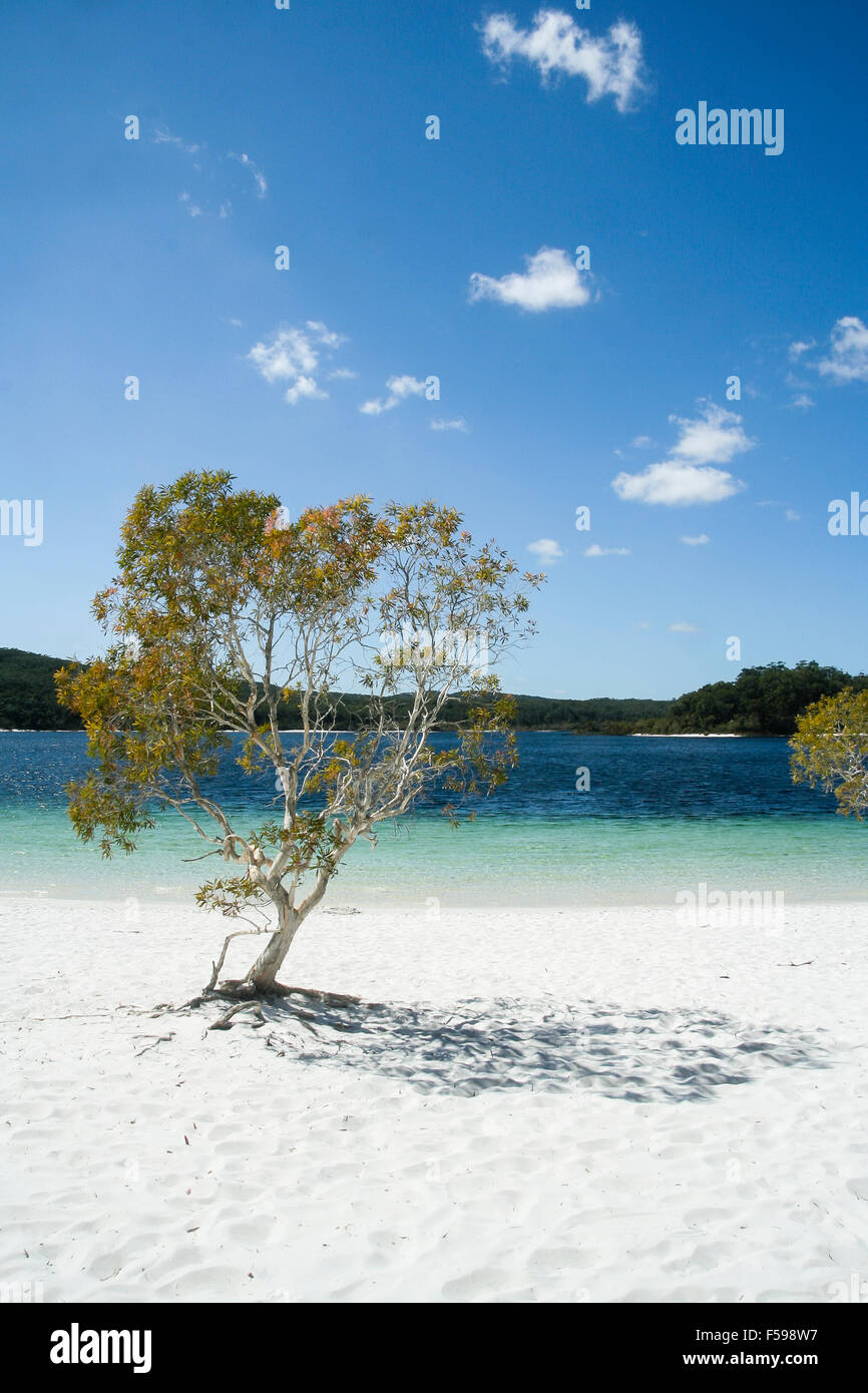Fraser Island, Australia. Single tree standing on beach Stock Photo - Alamy