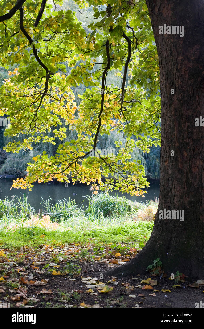 Changing tree in the Fall/Autumn in England Stock Photo - Alamy