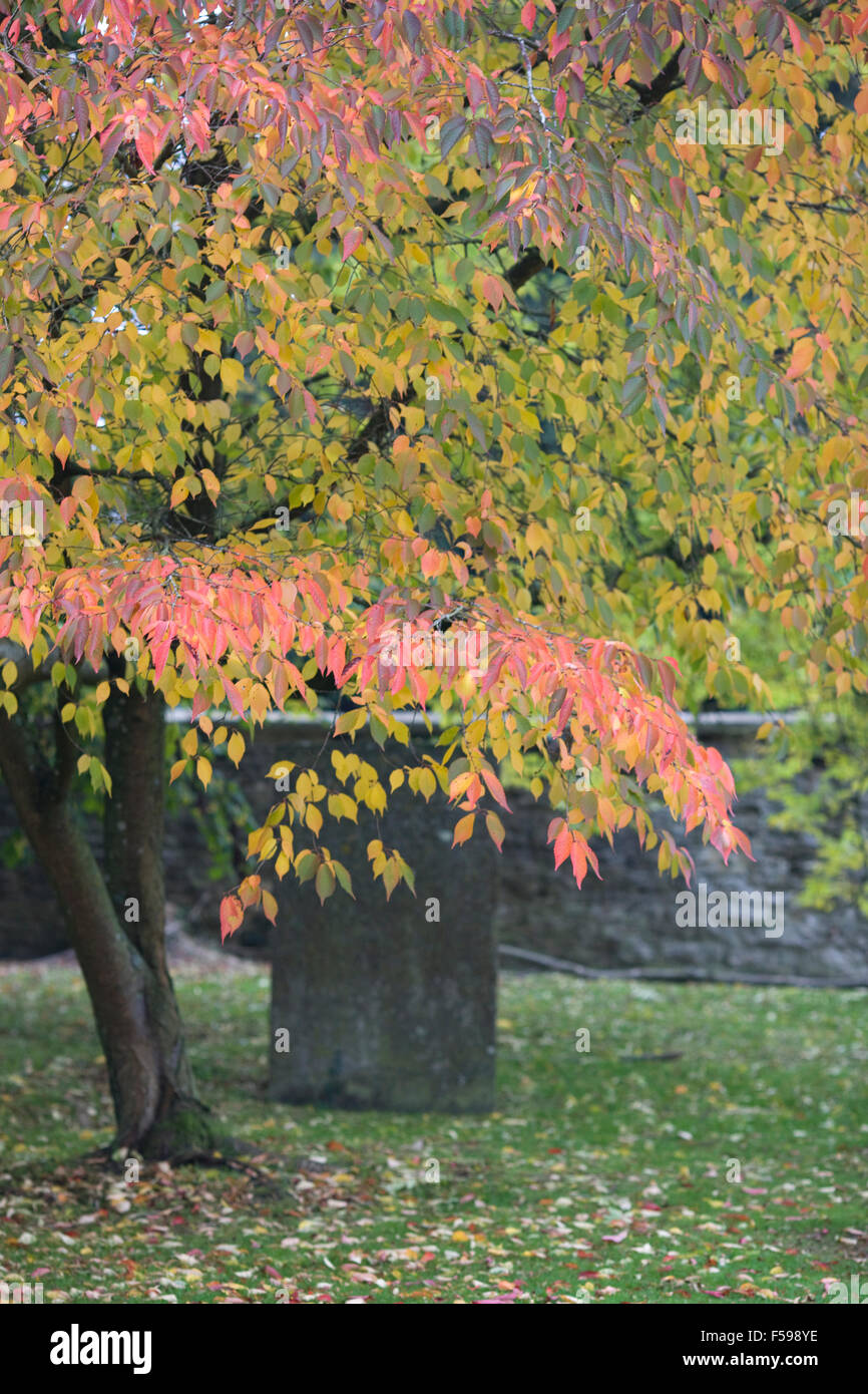 Gravestone Under The Trees High Resolution Stock Photography and Images ...